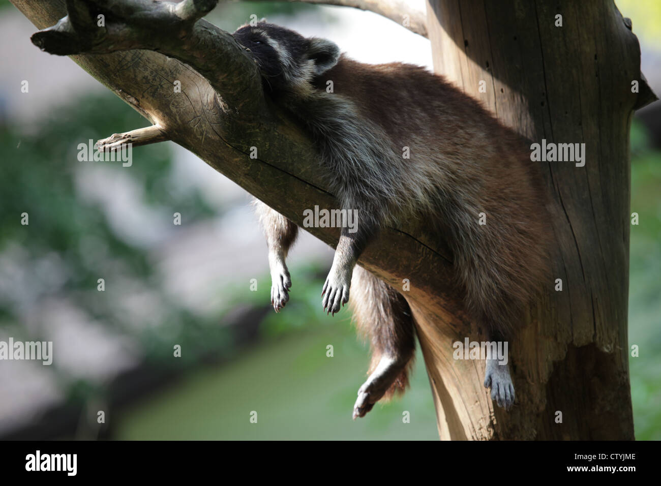 Cute coon sleeping in tree Stock Photo - Alamy