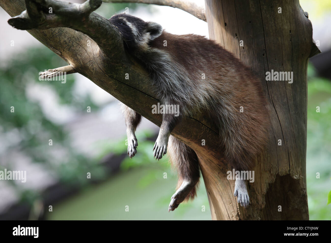Cute coon sleeping in tree Stock Photo - Alamy