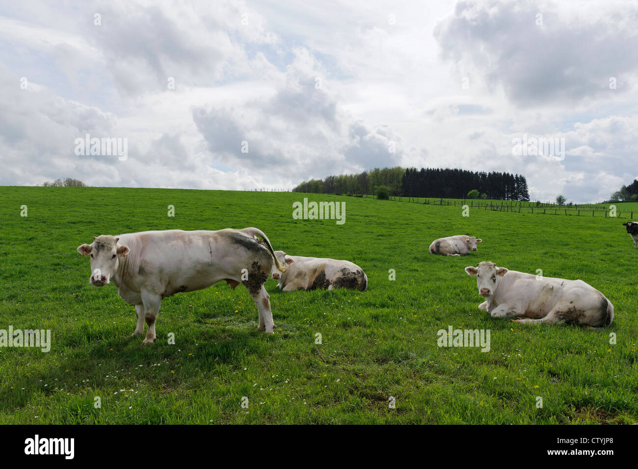 Hachiville hi-res stock photography and images - Alamy