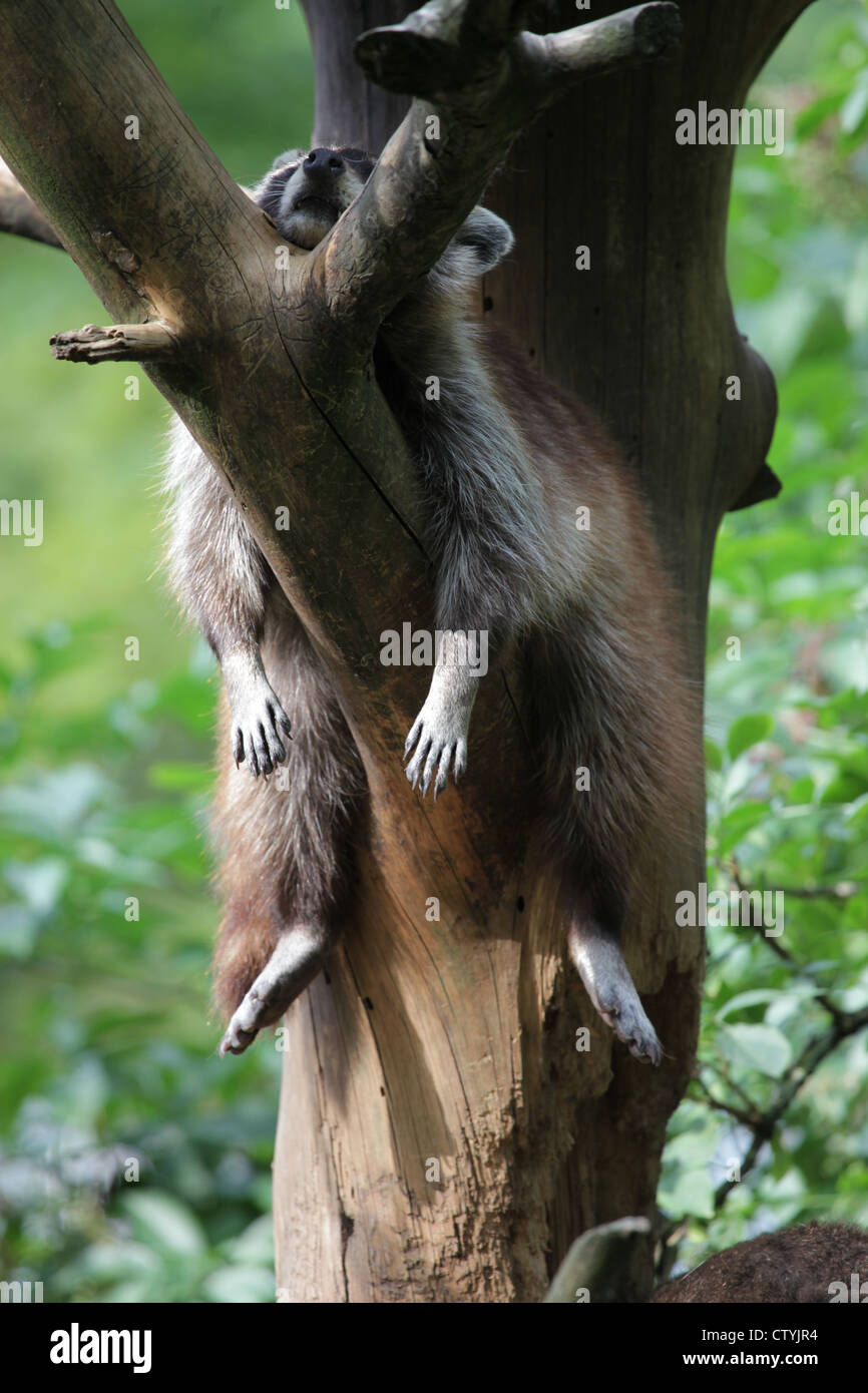 Cute coon sleeping in tree Stock Photo - Alamy