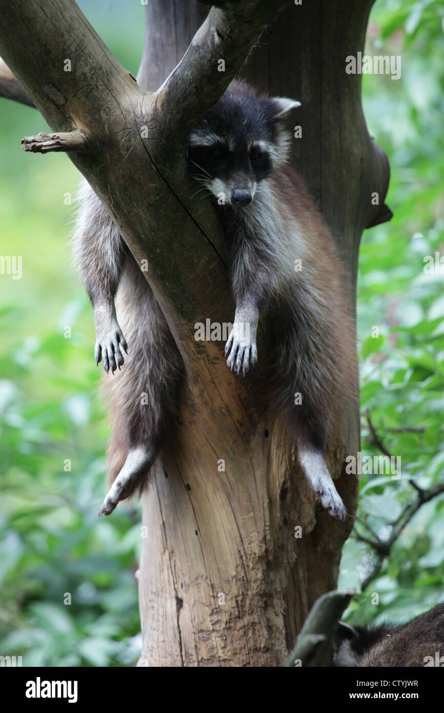 Cute coon sleeping in tree Stock Photo - Alamy