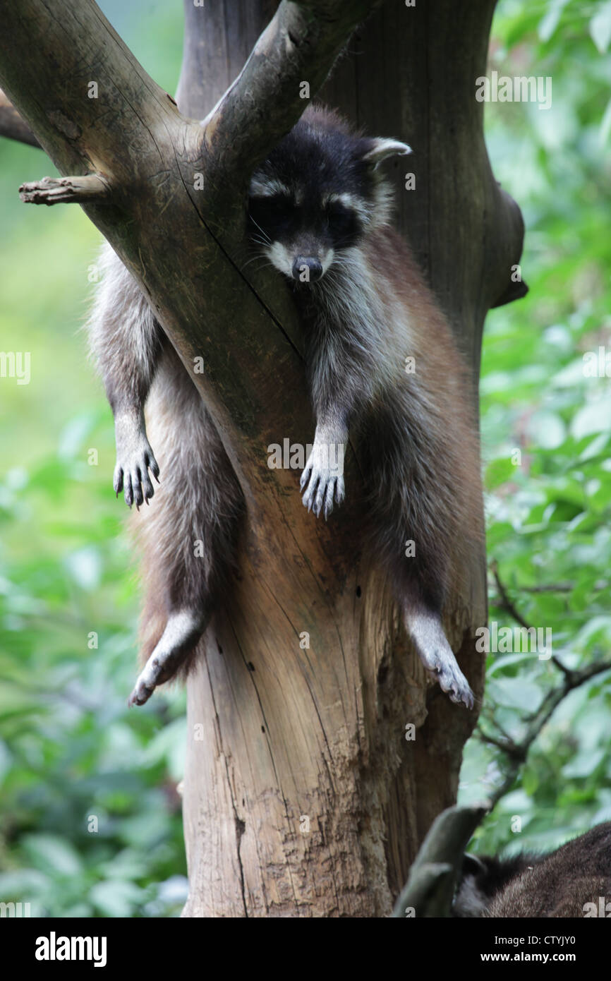 Cute coon sleeping in tree Stock Photo - Alamy