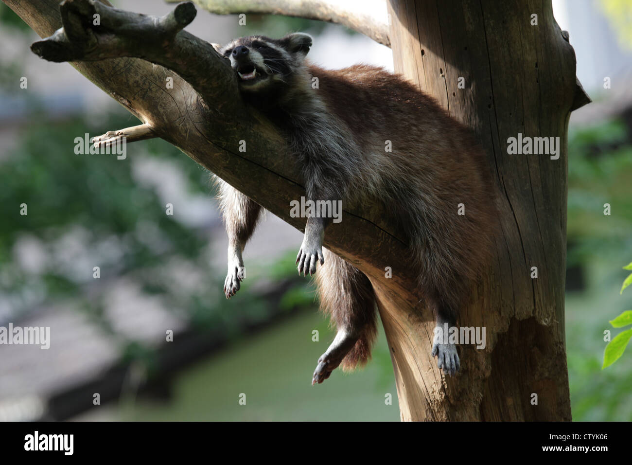 Cute coon sleeping in tree Stock Photo - Alamy