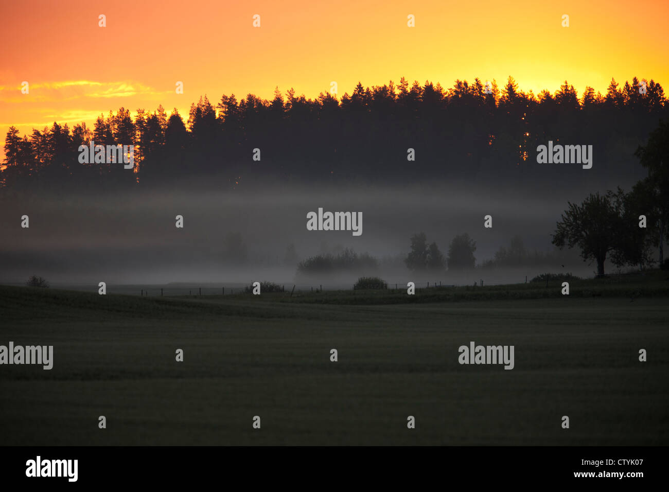 Misty forest hi-res stock photography and images - Alamy