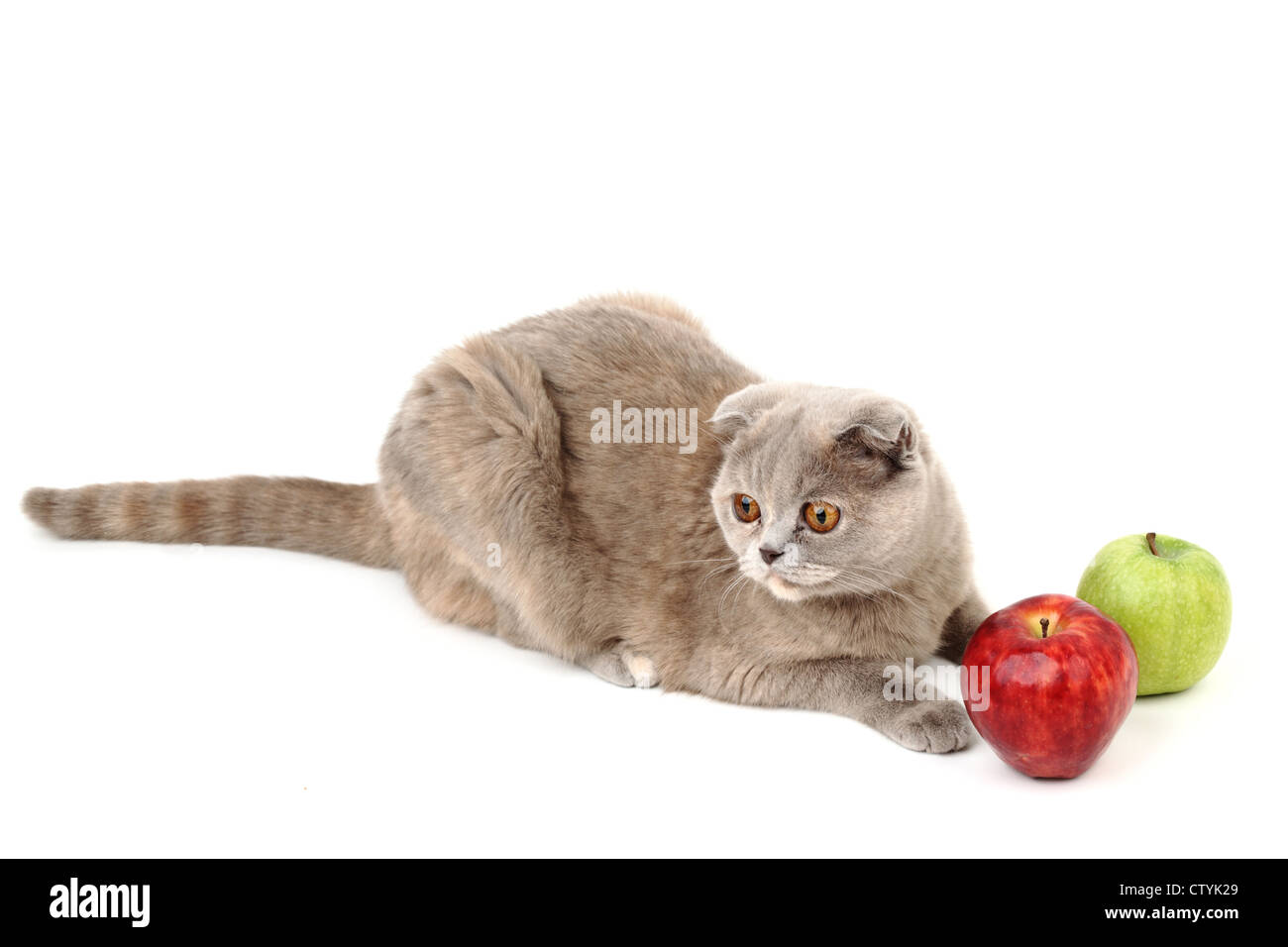 cat find apples isolated on white Stock Photo - Alamy