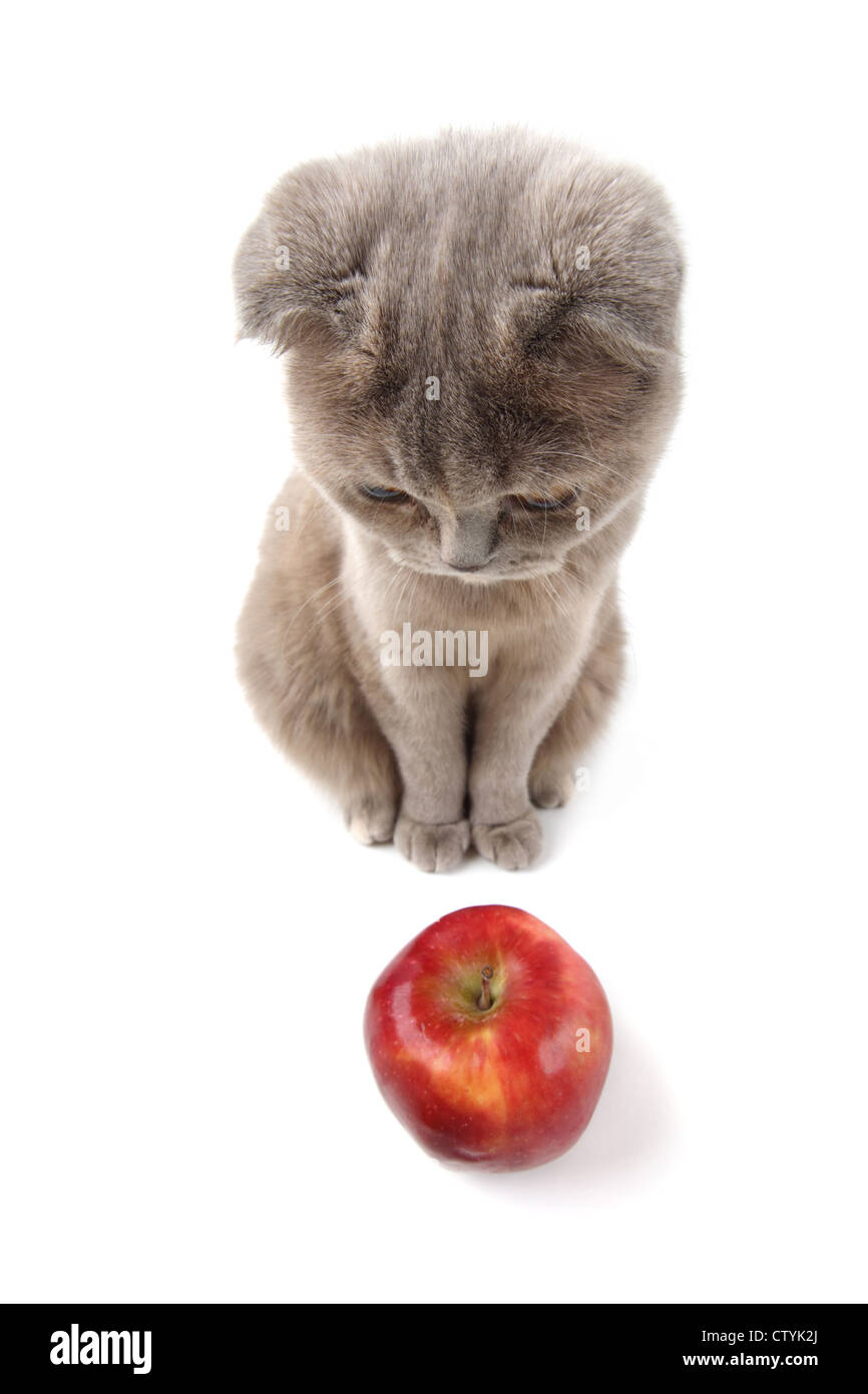 cat find apples isolated on white Stock Photo - Alamy