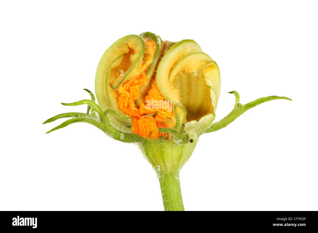 Curled up flower hi-res stock photography and images - Alamy