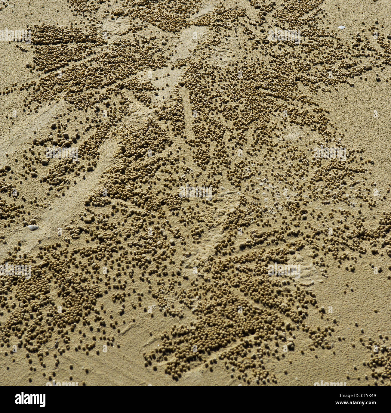 Sand balls on australian beach hi-res stock photography and images - Alamy