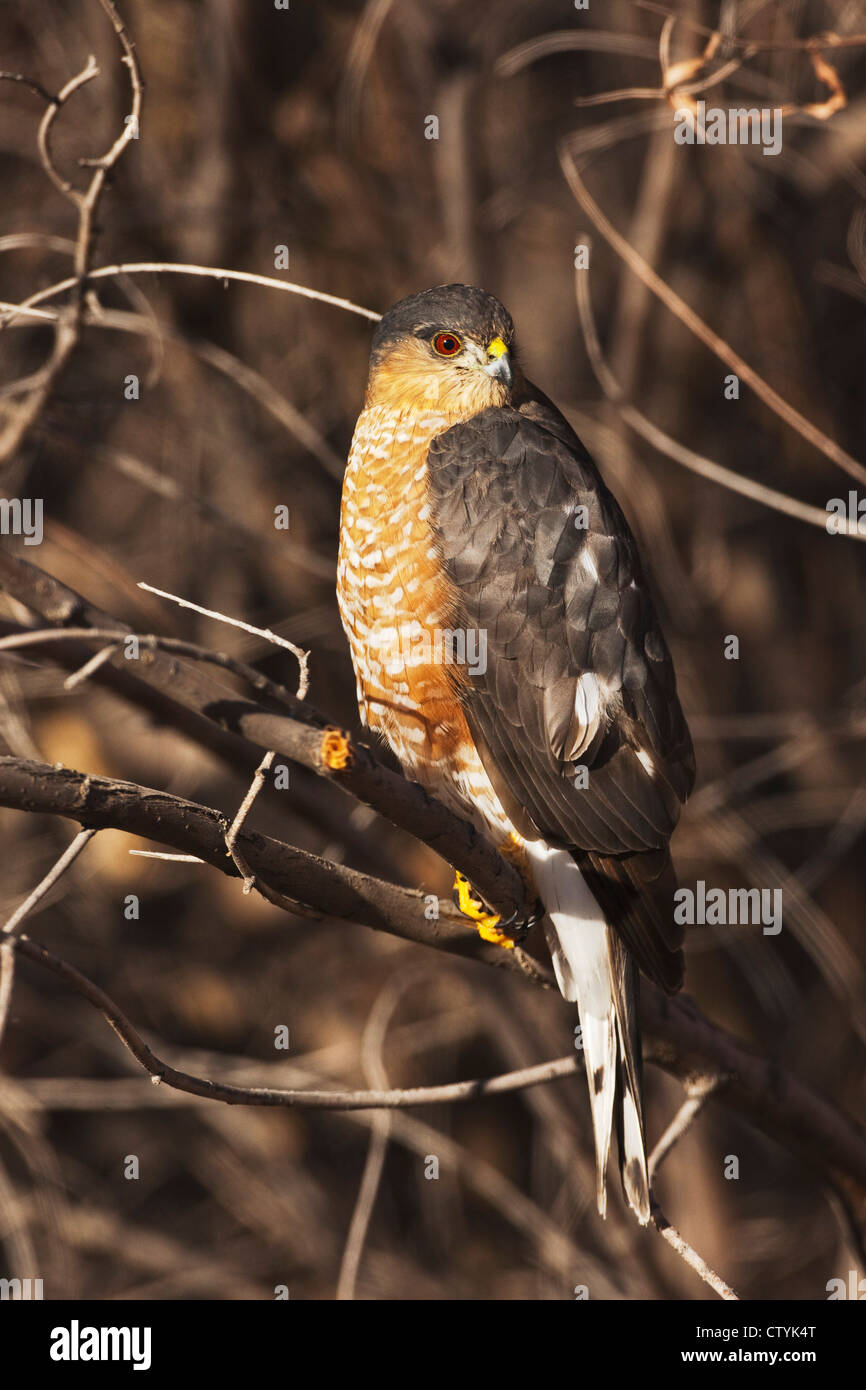 Mexican hawk hi-res stock photography and images - Alamy