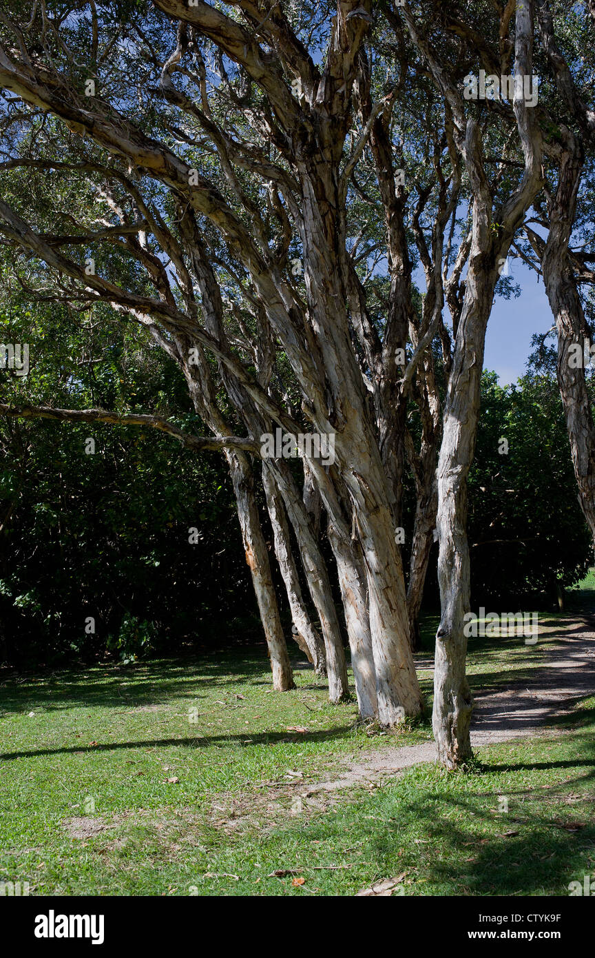 Paperbark tree hi-res stock photography and images - Alamy