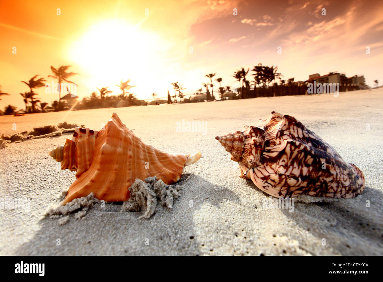shell on sand under sunset sky Stock Photo - Alamy