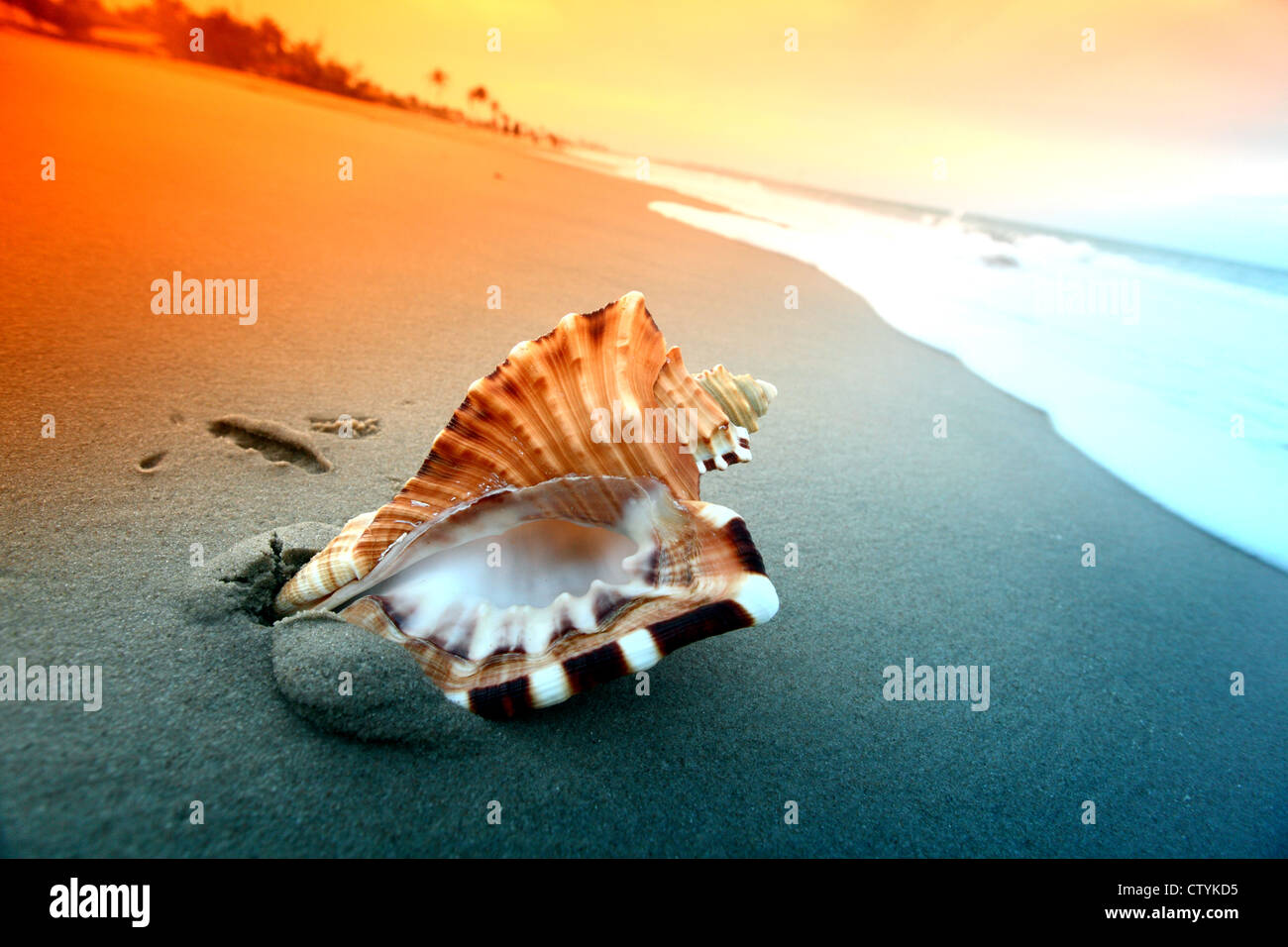 shell on sand under sunset sky Stock Photo - Alamy