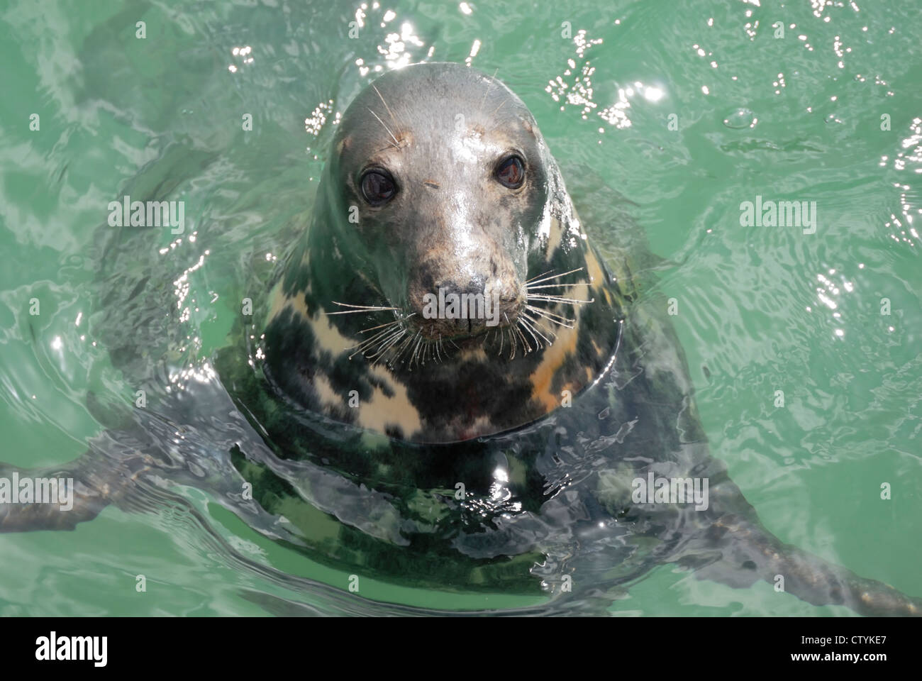 Seal cornwall hi-res stock photography and images - Alamy