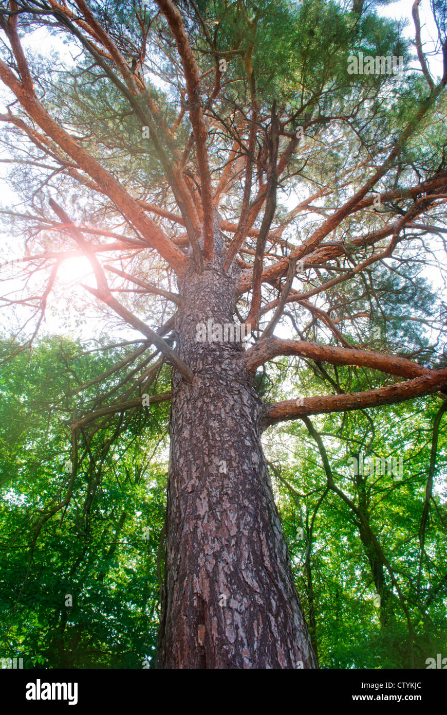 Pine tree in forest, bottom view Stock Photo - Alamy