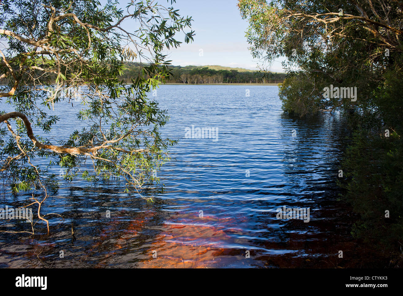 Brown Lake on North Stradbroke Island in Queensland, Australia Stock ...