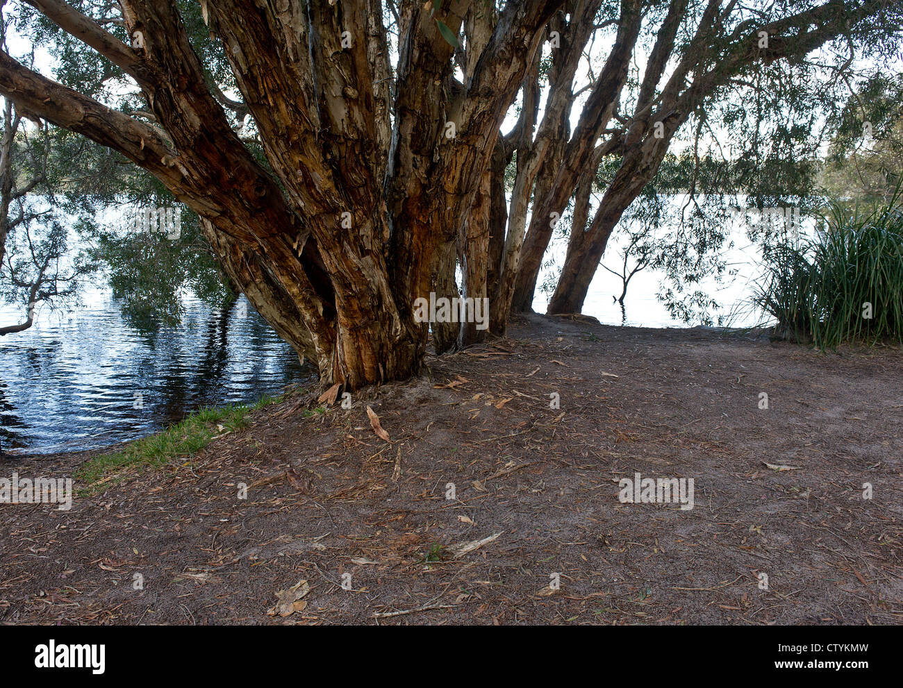 A Paperbark tree on the banks of Brown Lake on North Stradbroke Island ...