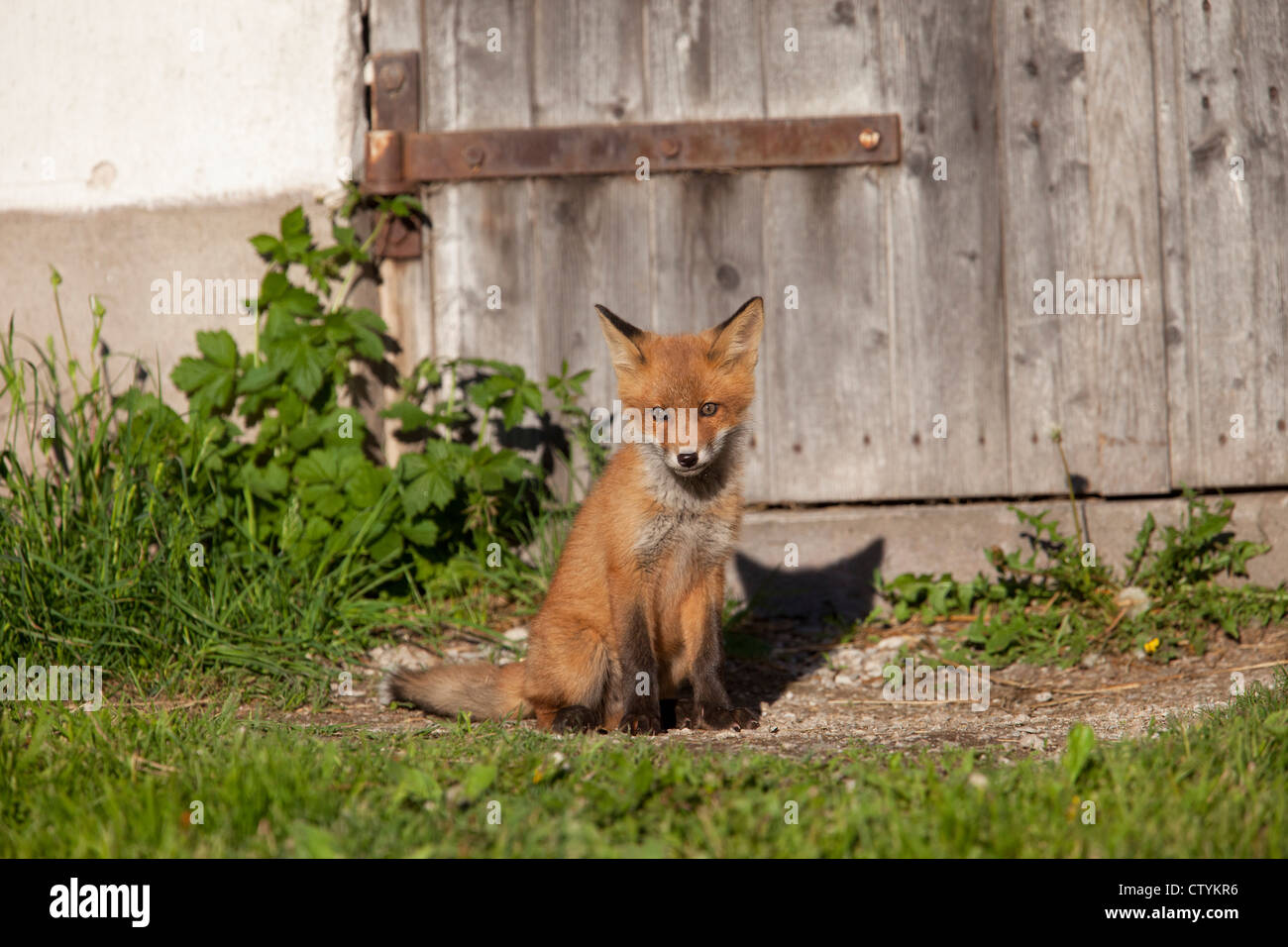 A fox that sits in the sun Stock Photo - Alamy