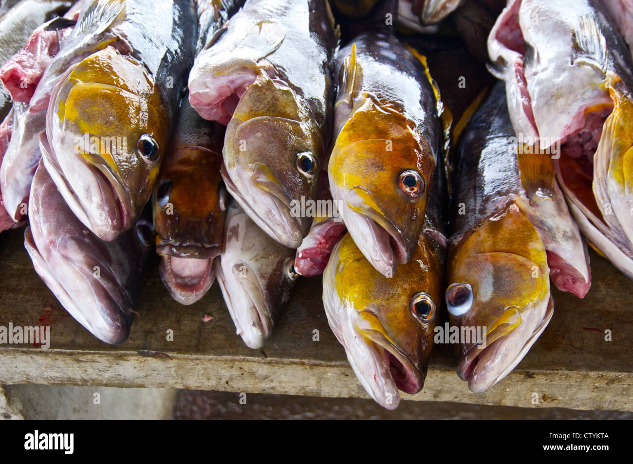 Fish on the market. Galapagos, Ecuador, South America Stock Photo - Alamy