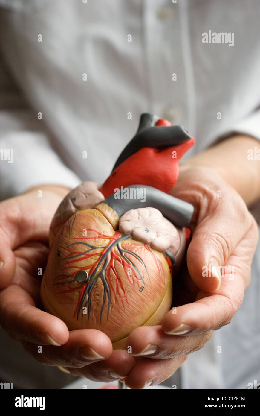 Doctor holds model of a human hear in hands Stock Photo - Alamy