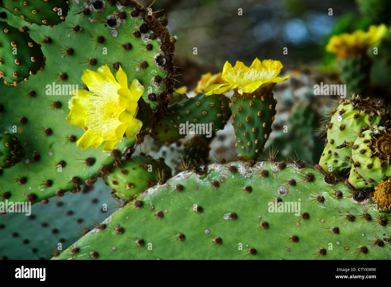Cactus in Galapagos, Ecuador, South America Stock Photo - Alamy