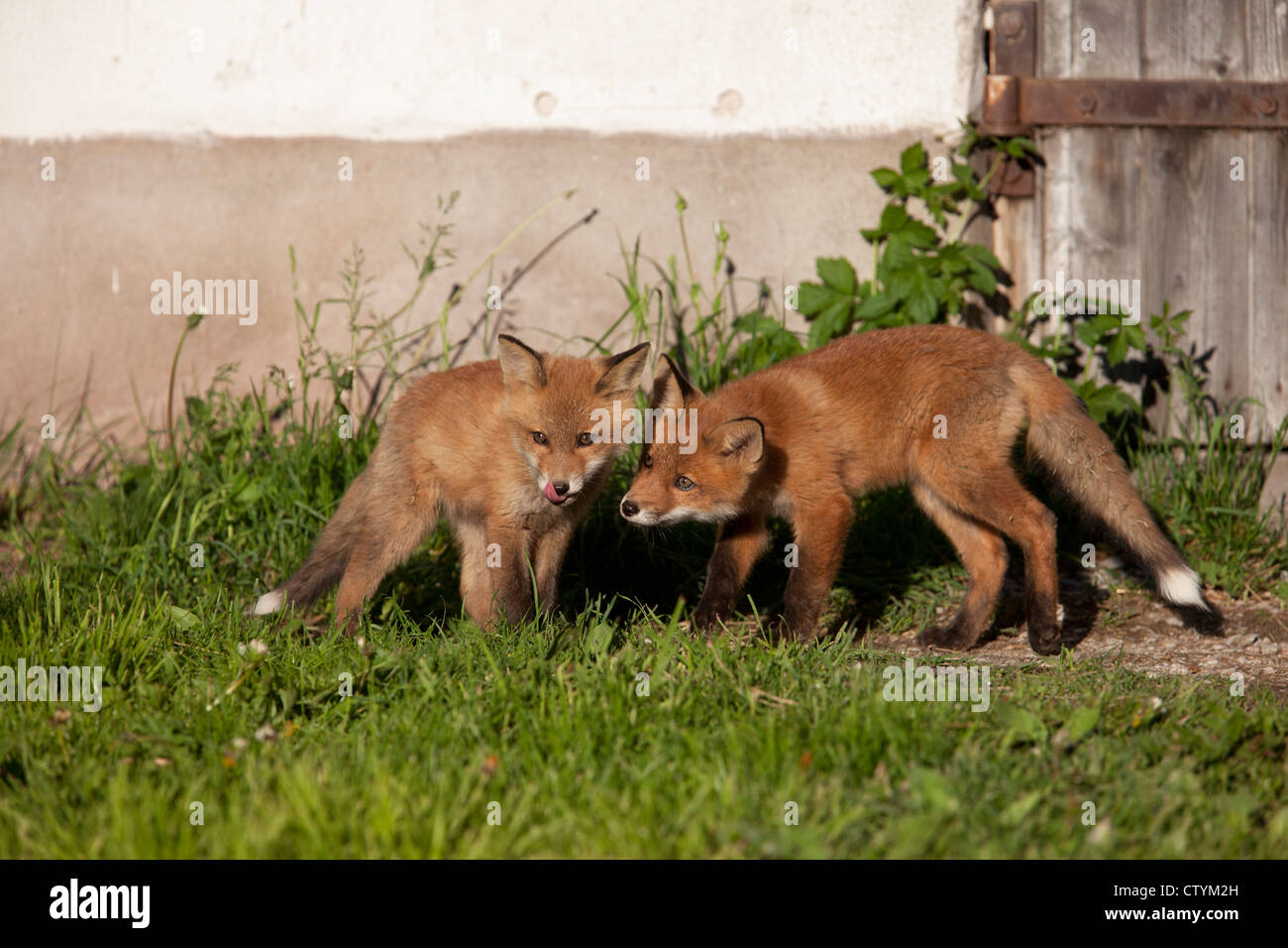 2 fox cubs playing Stock Photo - Alamy