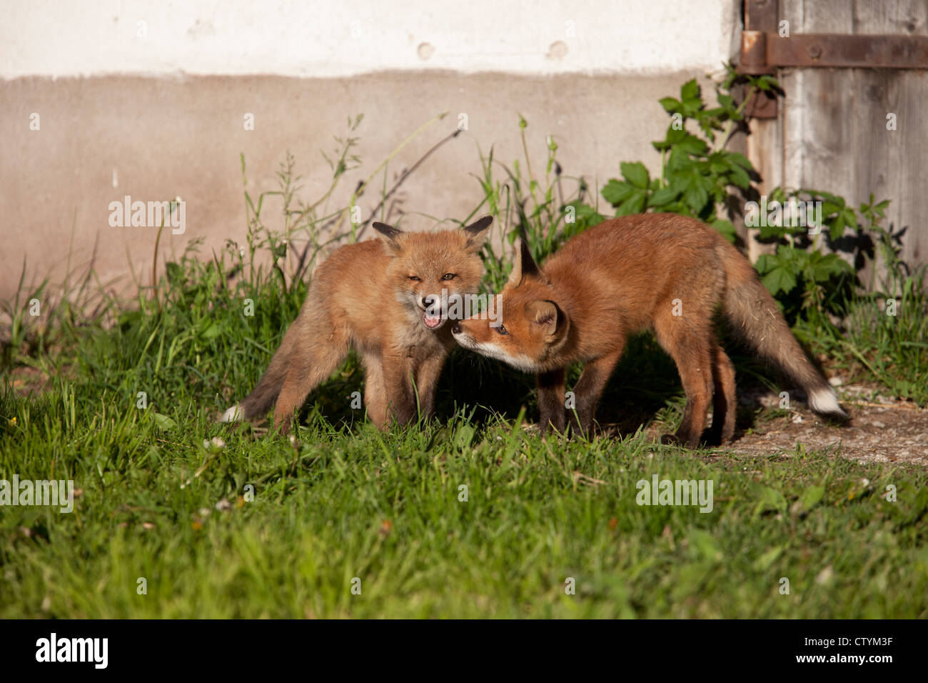 Playing fox cubs hi-res stock photography and images - Alamy