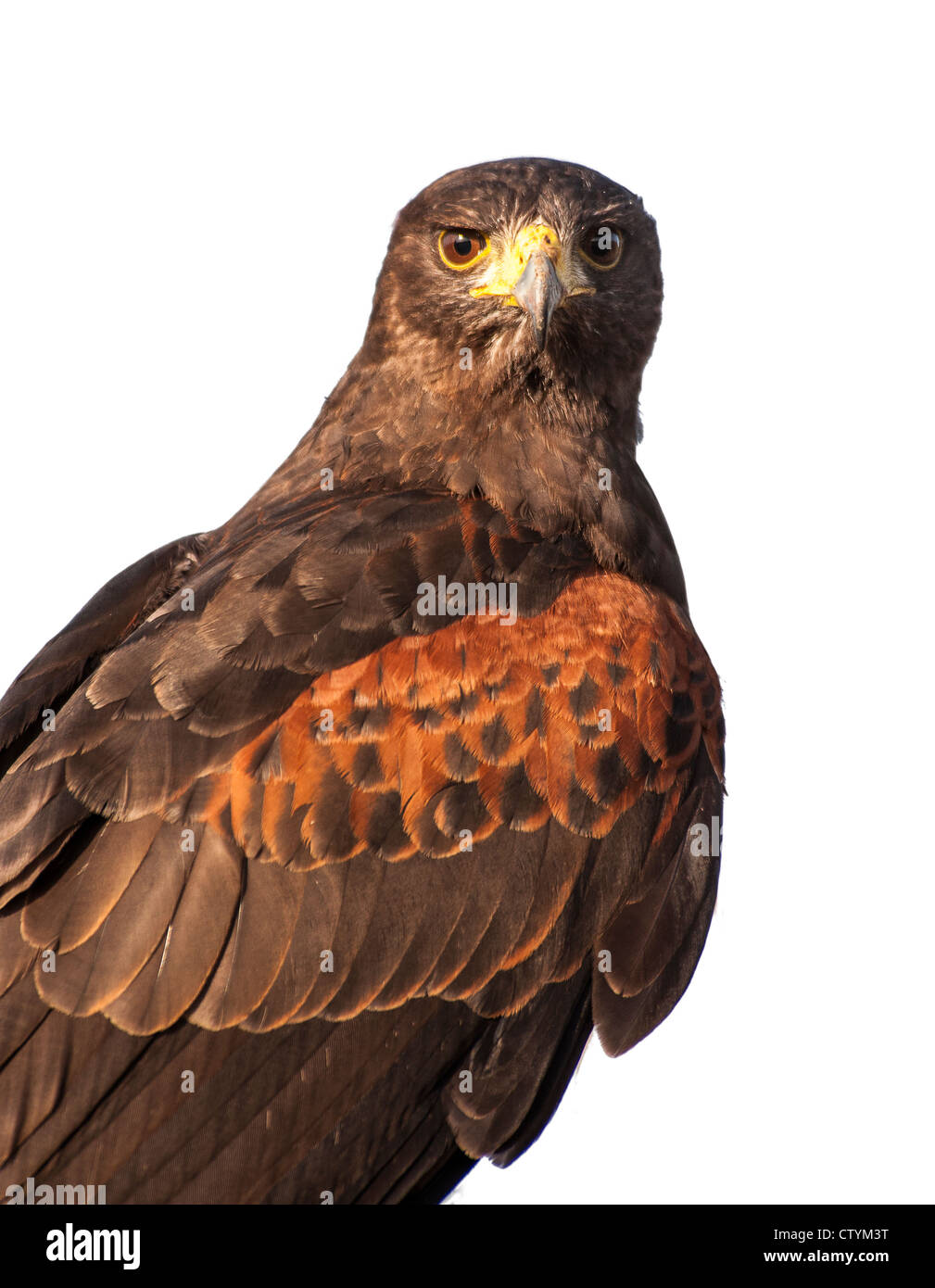 cutout of a harris hawk Stock Photo - Alamy
