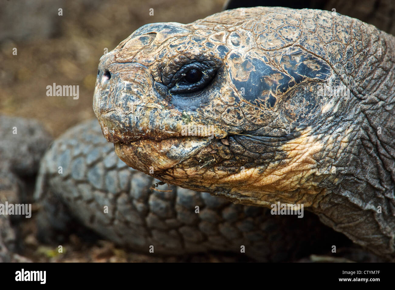 Portrait of a turtle. Galapagos, Ecuador Stock Photo - Alamy