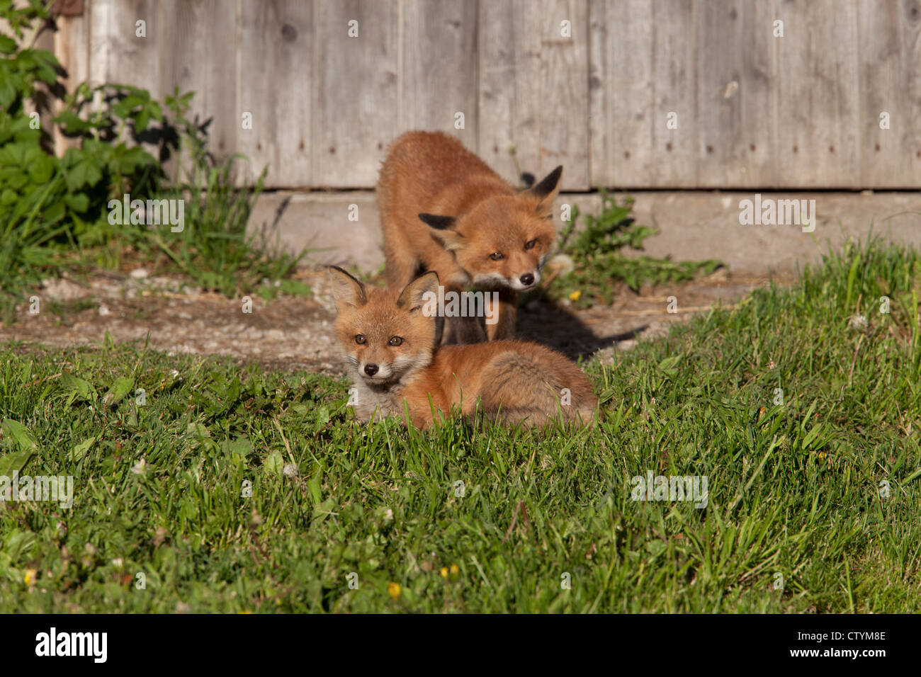Playing fox cubs hi-res stock photography and images - Alamy