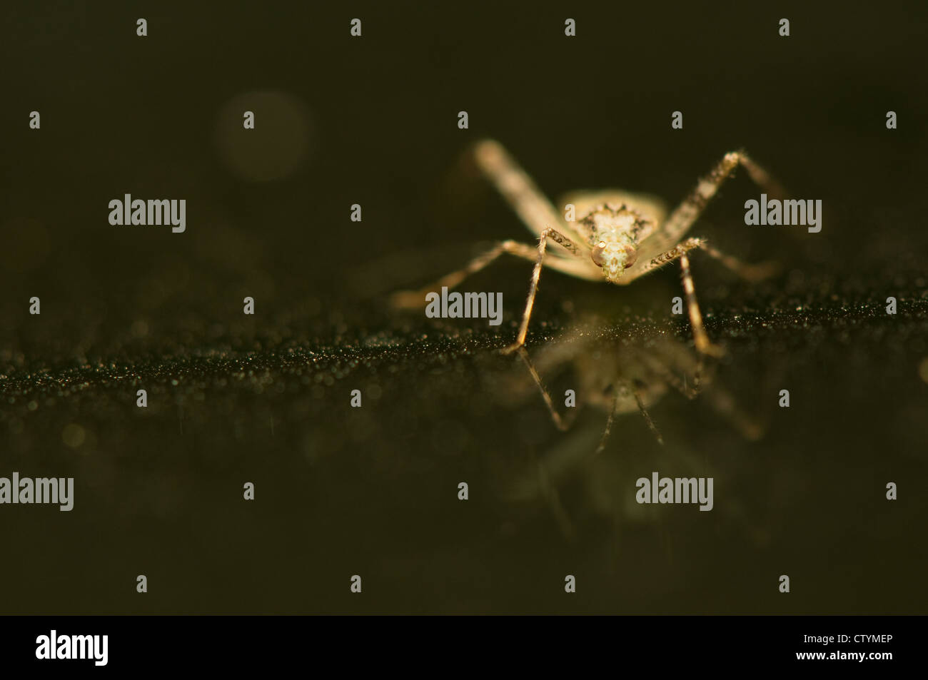 Insect body hi-res stock photography and images - Alamy