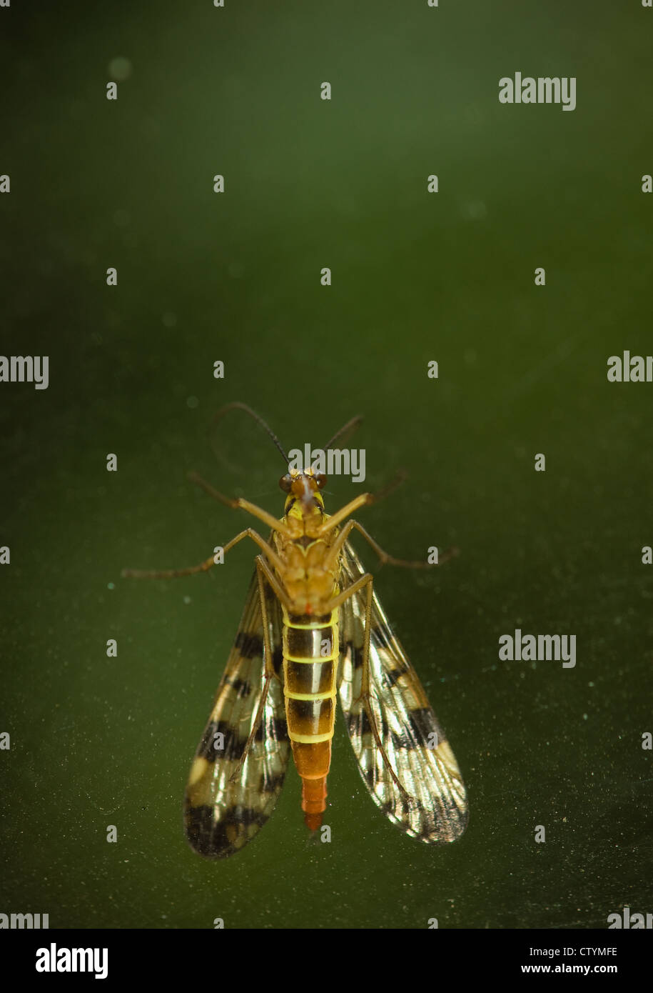 Panorpa macro hi-res stock photography and images - Alamy