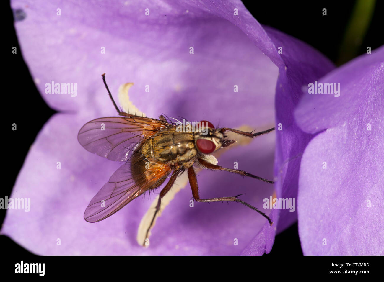 Fly sitting on a blue flower Stock Photo - Alamy