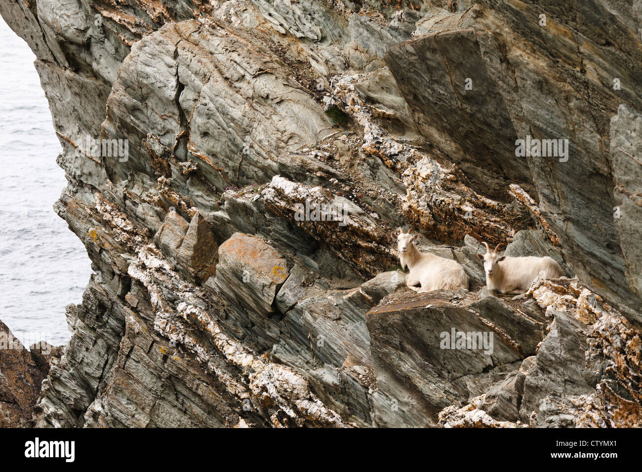 Wild goats on the cliffs beside the coastal path at Rhoscolyn, Anglesey ...