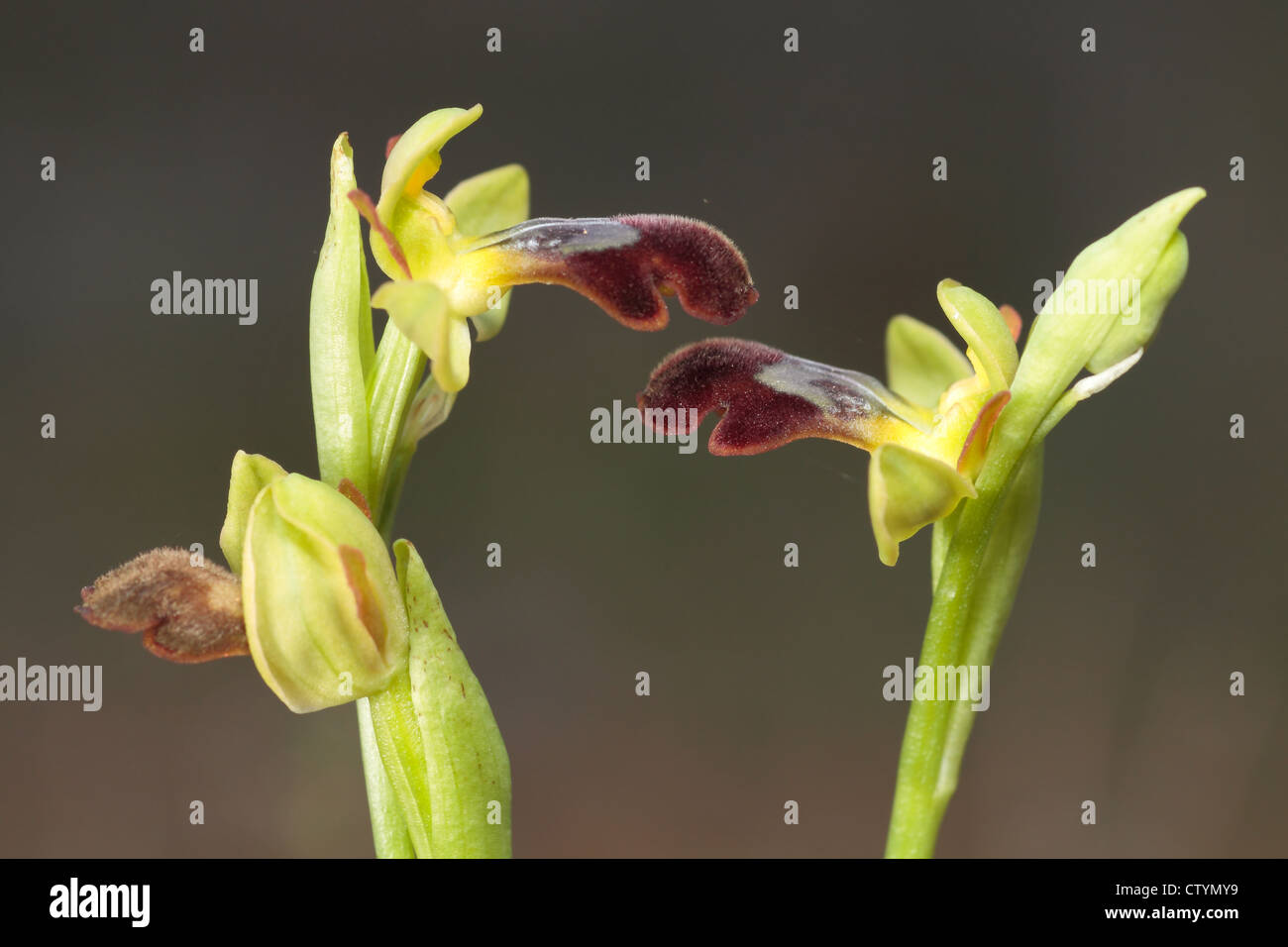 Ophrys Fusca flower Stock Photo - Alamy