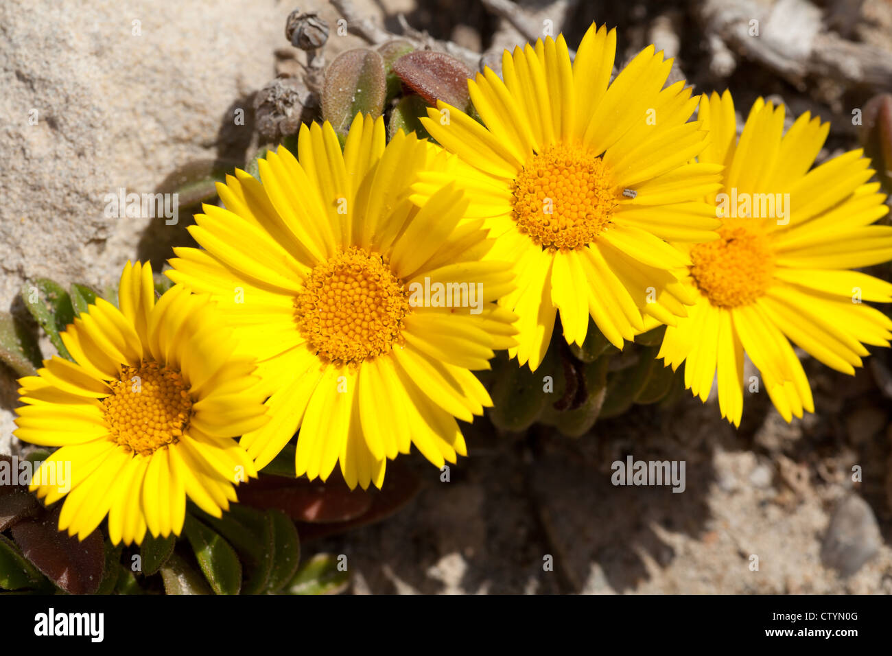 Asteriscus Maritimus High Resolution Stock Photography and Images - Alamy