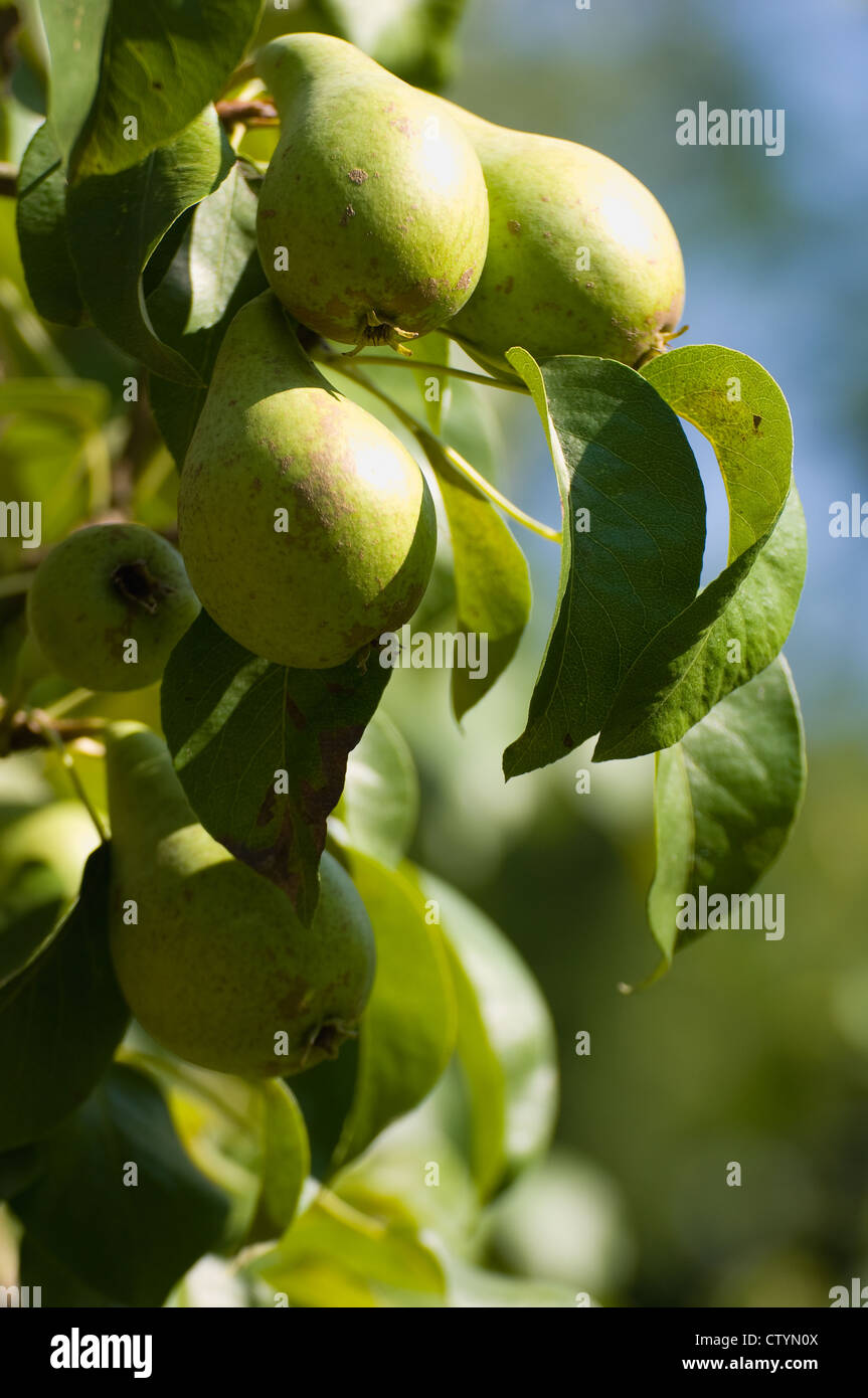 Pear tree branch leaves two hi-res stock photography and images - Alamy