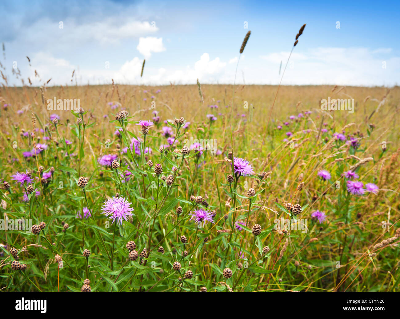 Pink farm backdrop hi-res stock photography and images - Alamy