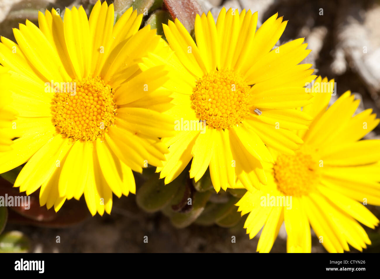 Asteriscus maritimus flower Stock Photo - Alamy