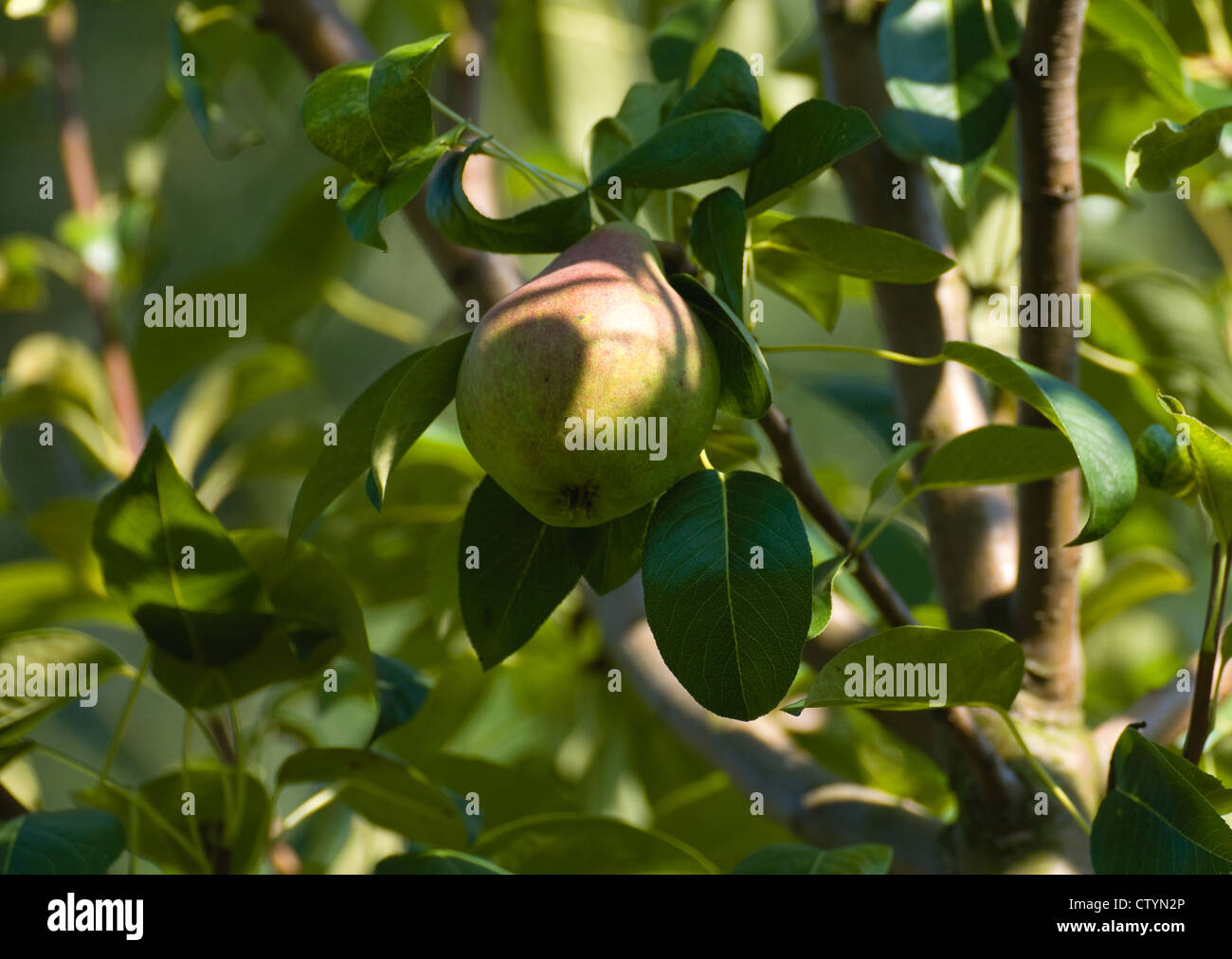 Pear tree branch leaves two hi-res stock photography and images - Alamy