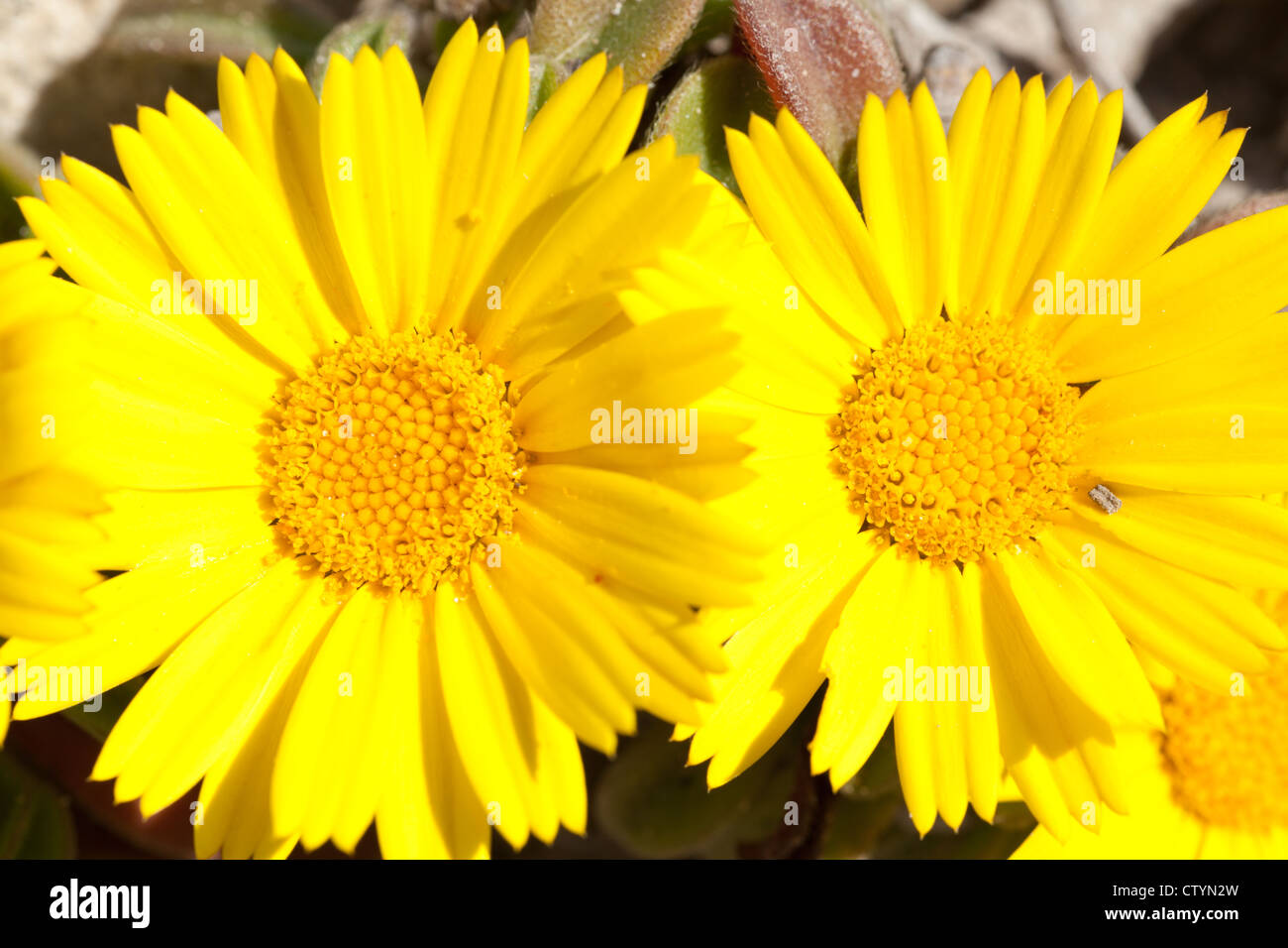 Asteriscus maritimus flower Stock Photo - Alamy
