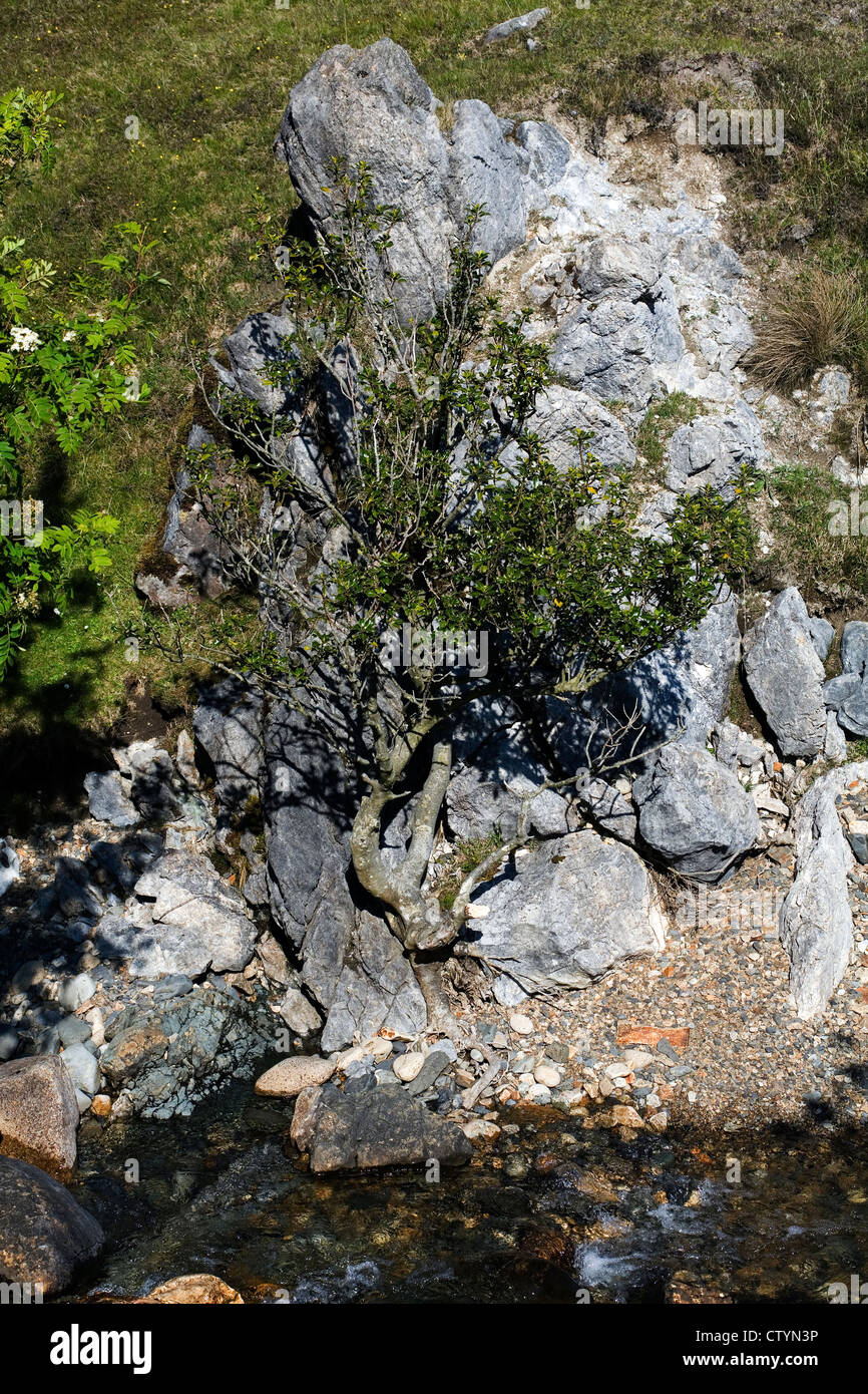 Wild holly tree hi-res stock photography and images - Alamy