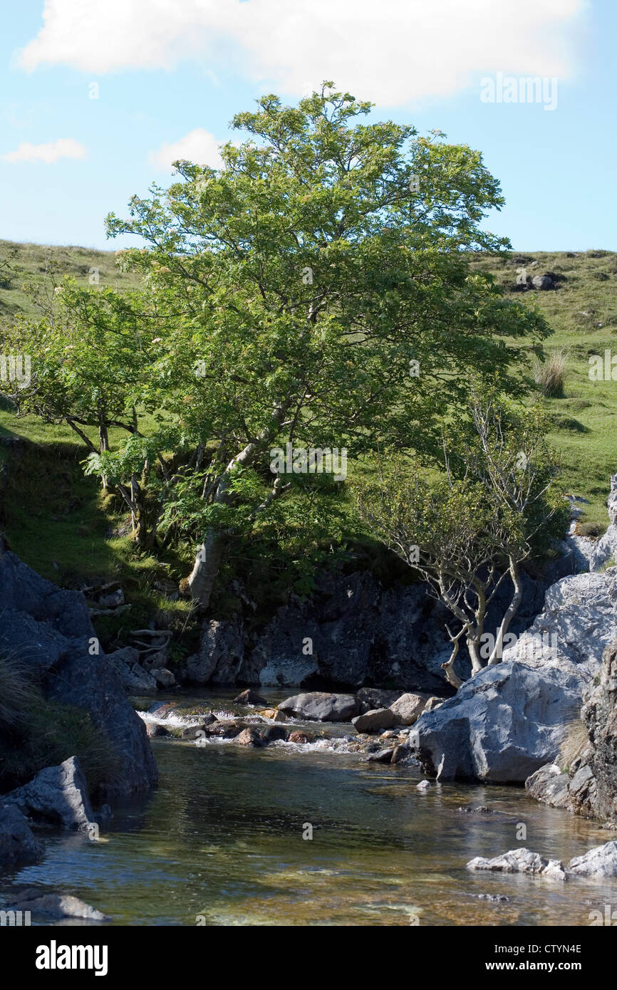 Rowan Trees by the banks of The Allt an t Stratha Bhig Torrin near ...