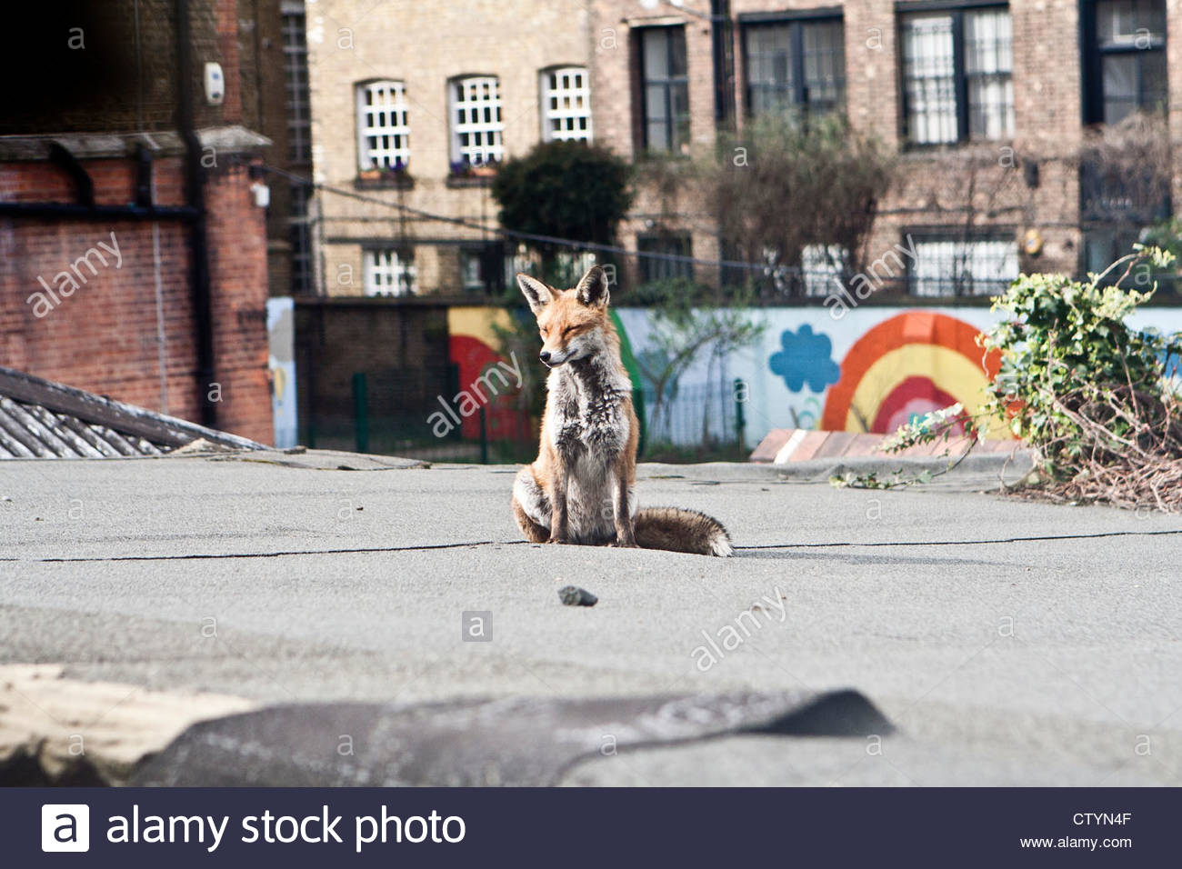 Urban Fox City Stock Photos & Urban Fox City Stock Images - Alamy
