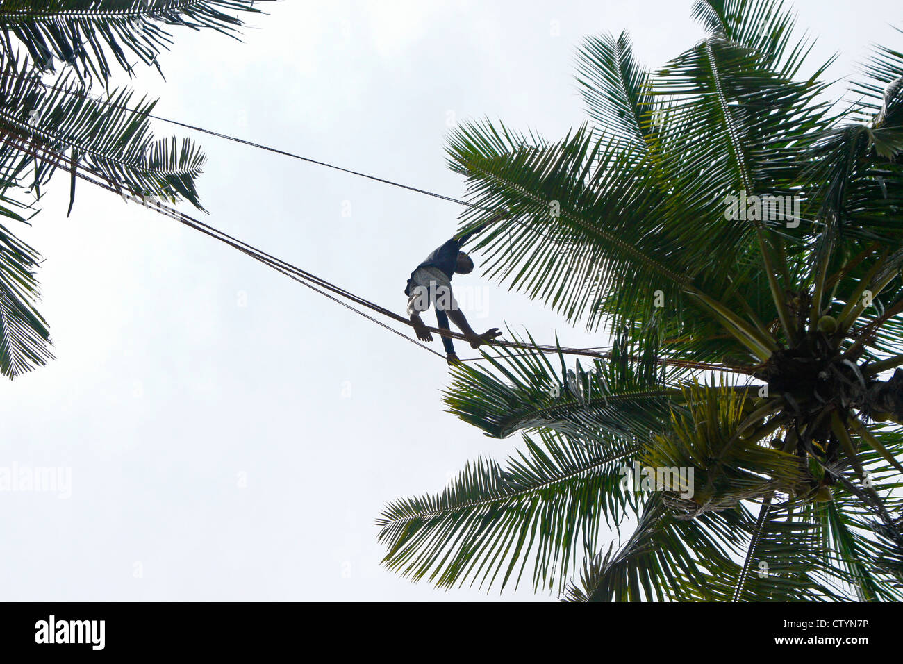 Toddy tapper rope-walking between coconut palm trees, Sri Lanka Stock ...
