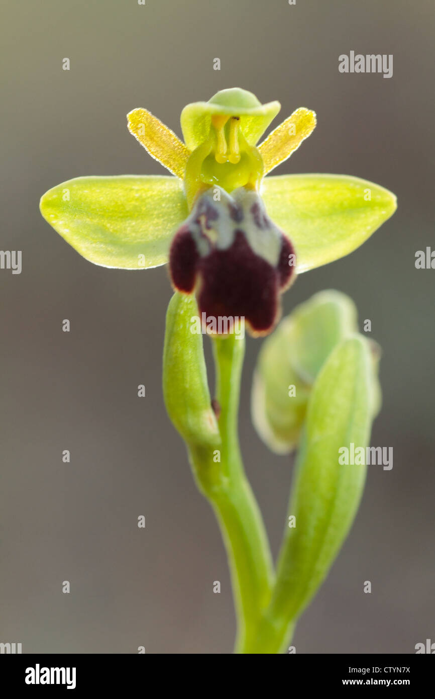Ophrys Fusca flower Stock Photo - Alamy