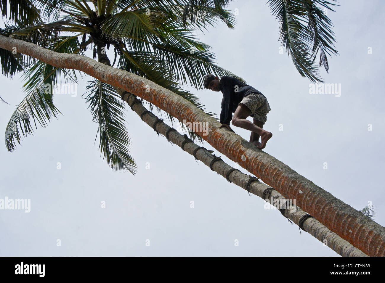 Toddy tapper hi-res stock photography and images - Alamy