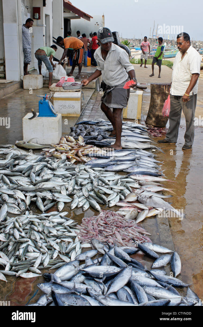 Fisherman selling fish in market, Kumarakanda, Sri Lanka Stock Photo ...