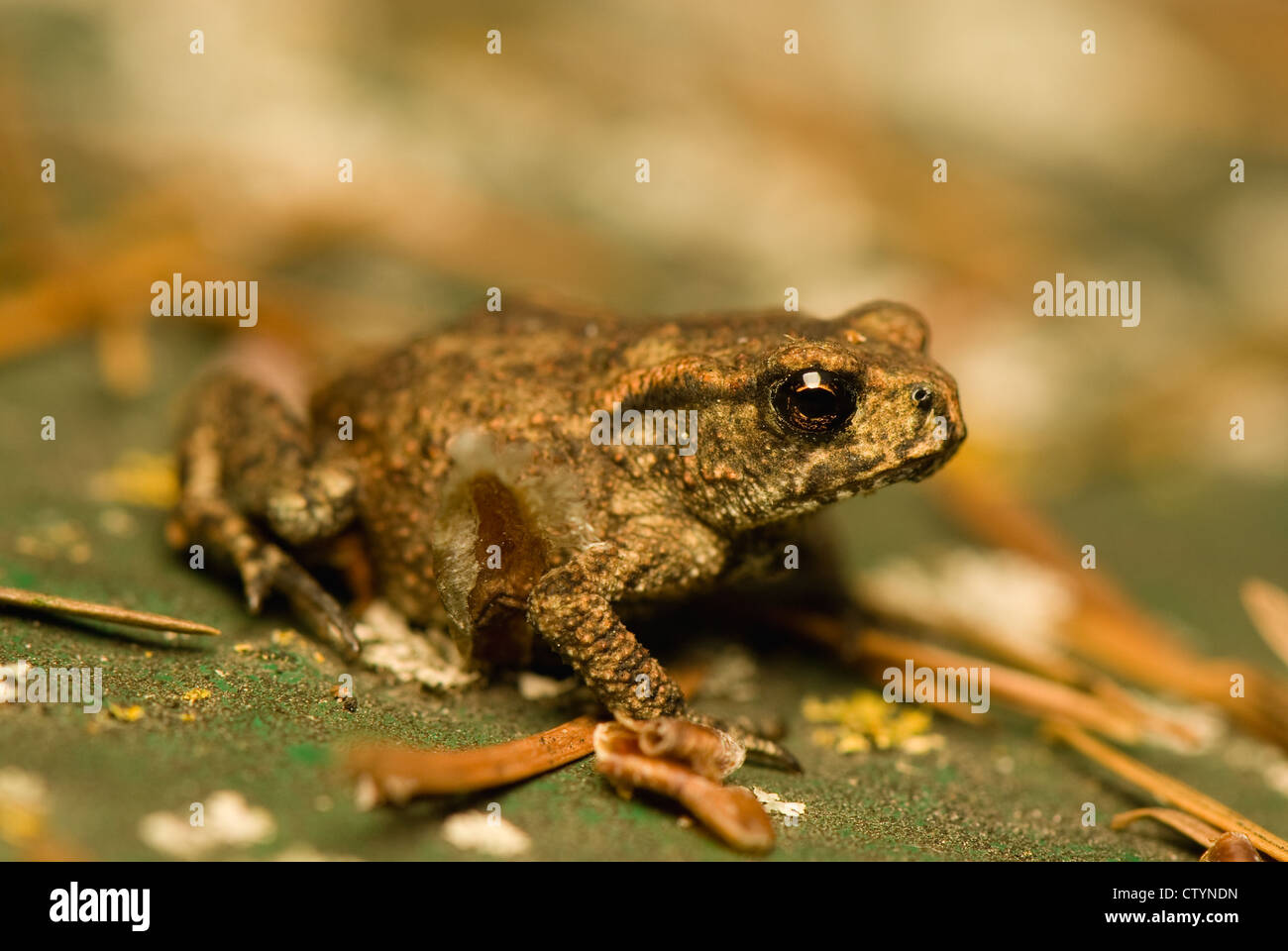 Small frog pet hi-res stock photography and images - Alamy