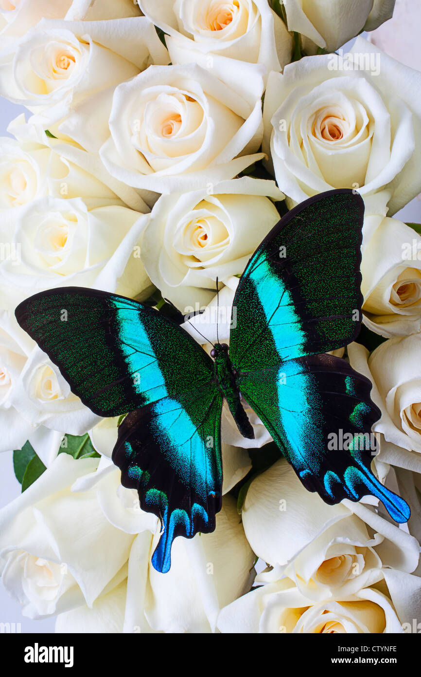 White roses with butterfly Stock Photo - Alamy