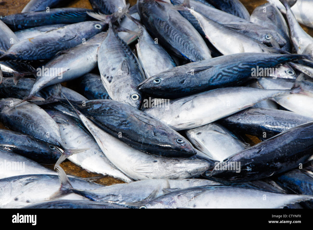Sri Lankan Fresh Fish High Resolution Stock Photography and Images - Alamy